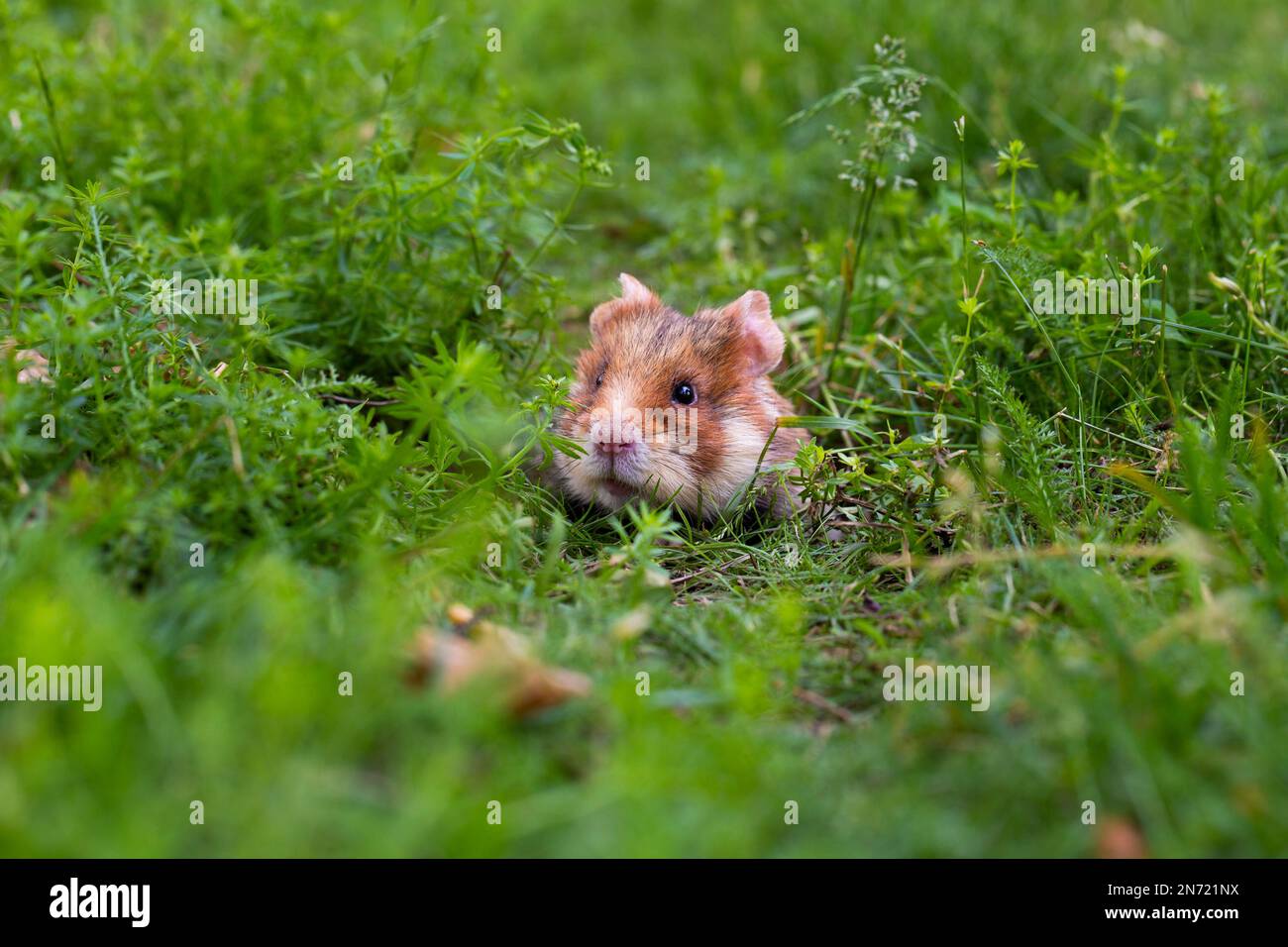 Field hamster, Cricetus cricetus, European hamster, meadow, looks ...