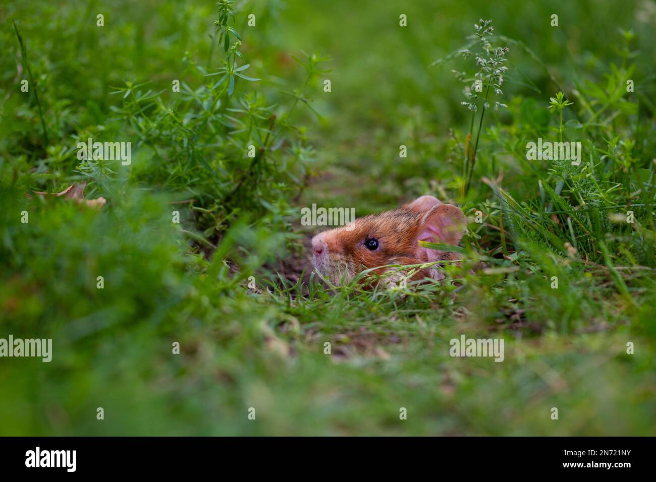 Field hamster, Cricetus cricetus, European hamster, meadow, looks ...