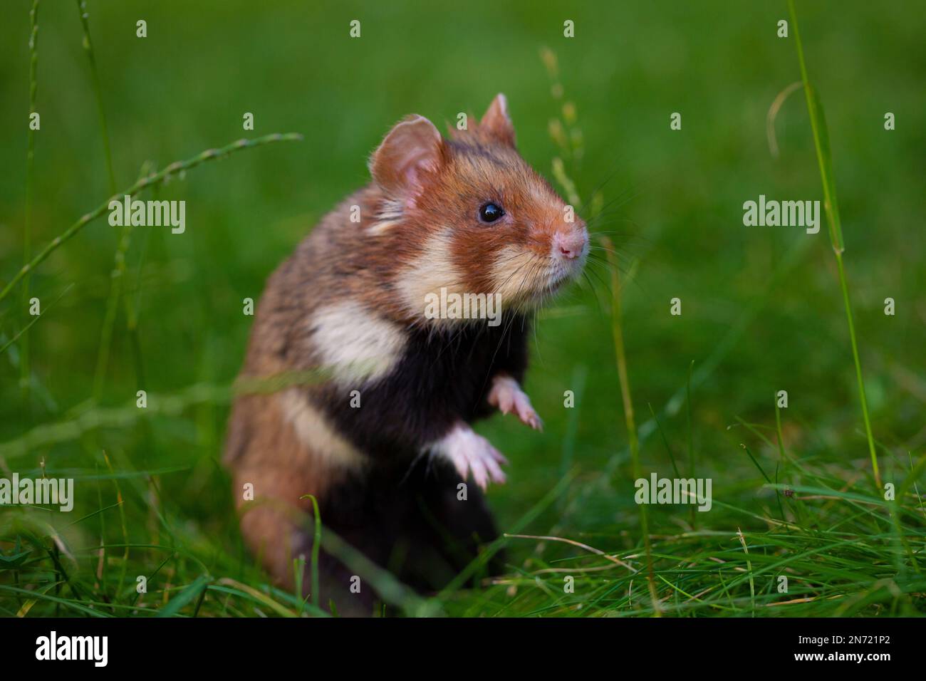 Field hamster, Cricetus cricetus, European hamster, meadow Stock Photo ...