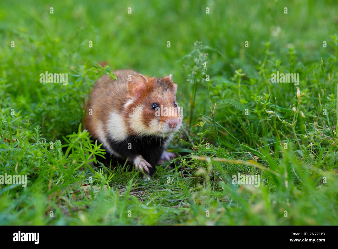 Spotted hamster hi-res stock photography and images - Alamy