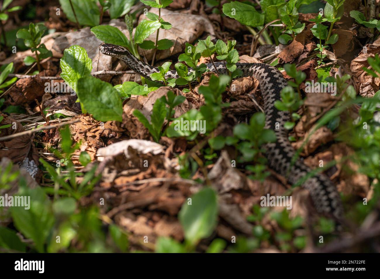 Adder, male, Vipera berus Stock Photo - Alamy
