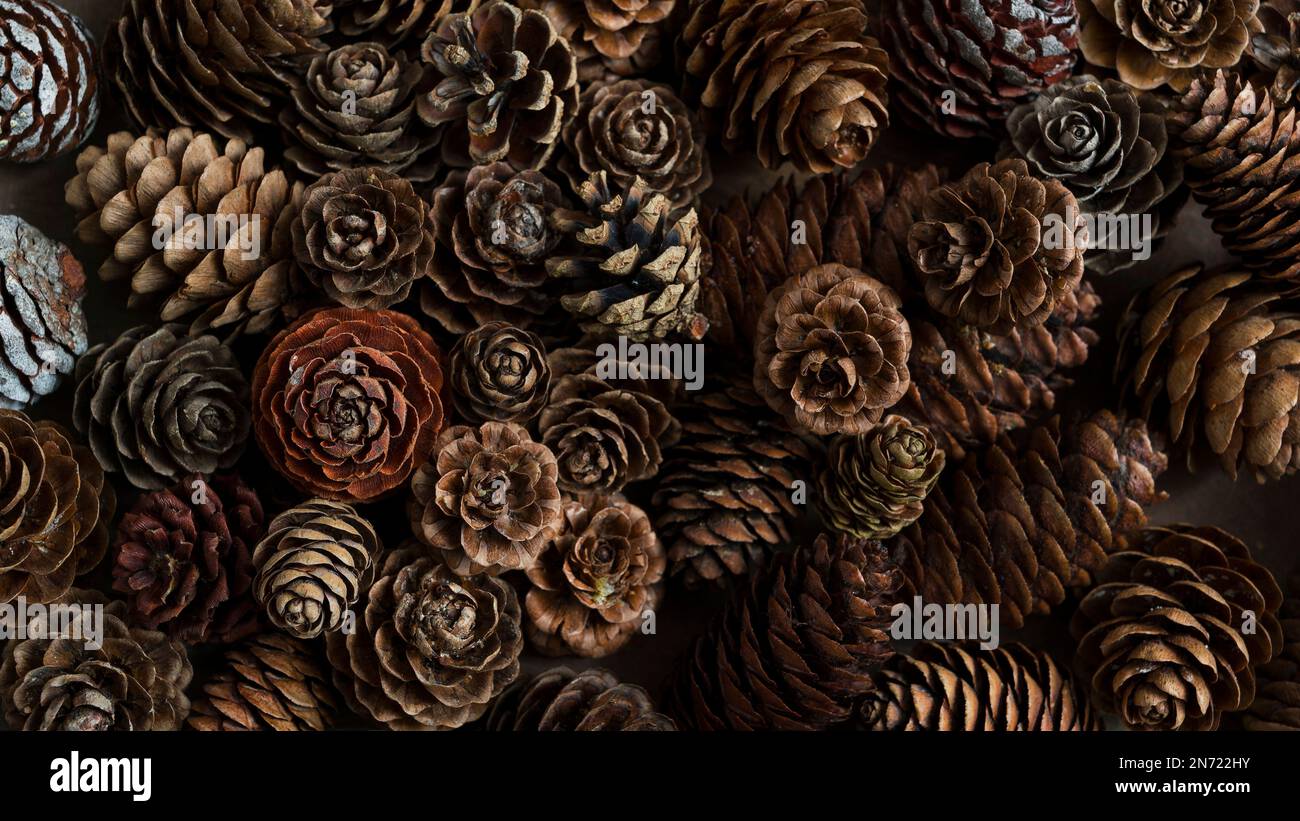Cones from different coniferous trees, decoration with natural ...