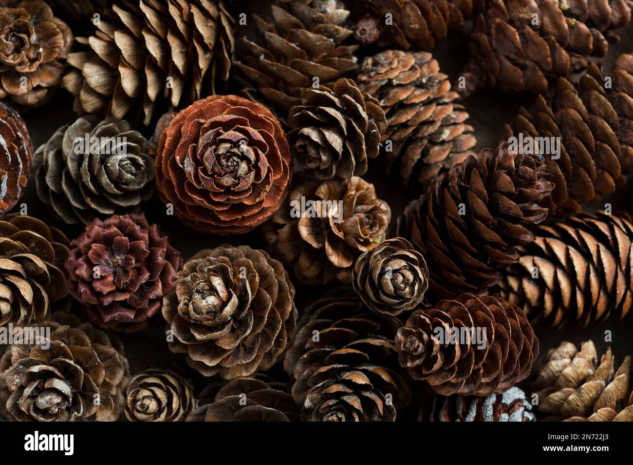 Cones from different coniferous trees, decoration with natural ...