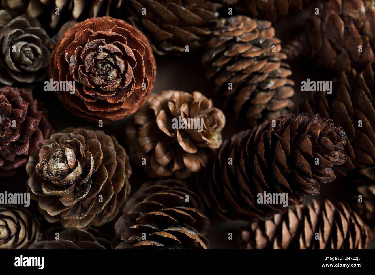 Cones from different coniferous trees, decoration with natural ...