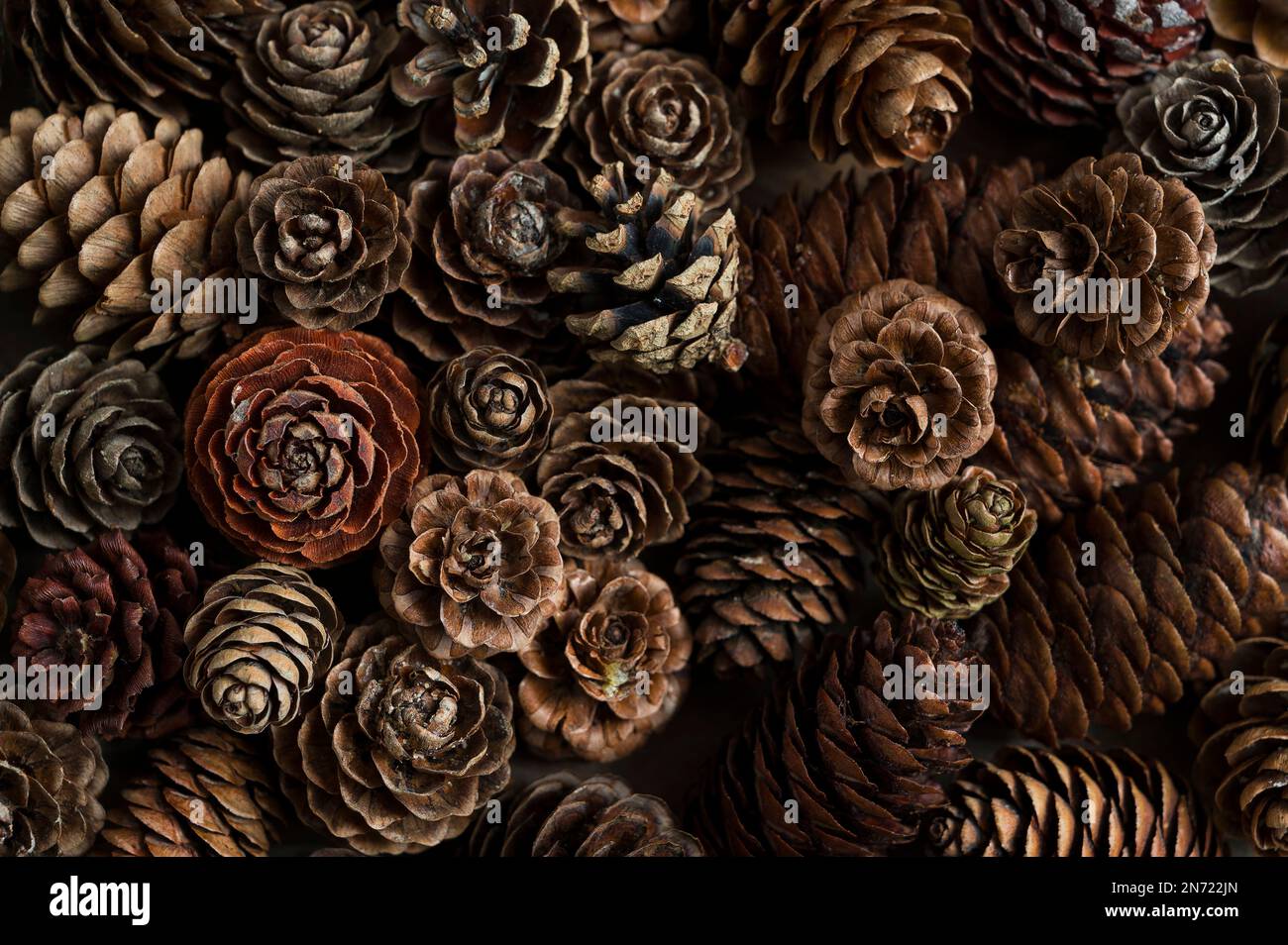 Cones from different coniferous trees, decoration with natural ...