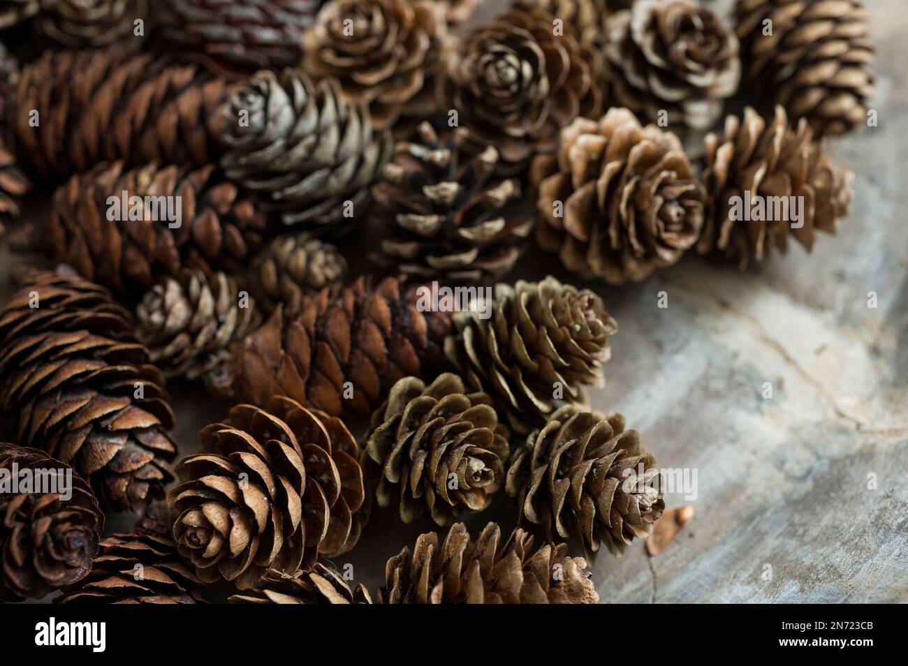 Cones from various conifers in an old wooden bowl, decoration with ...