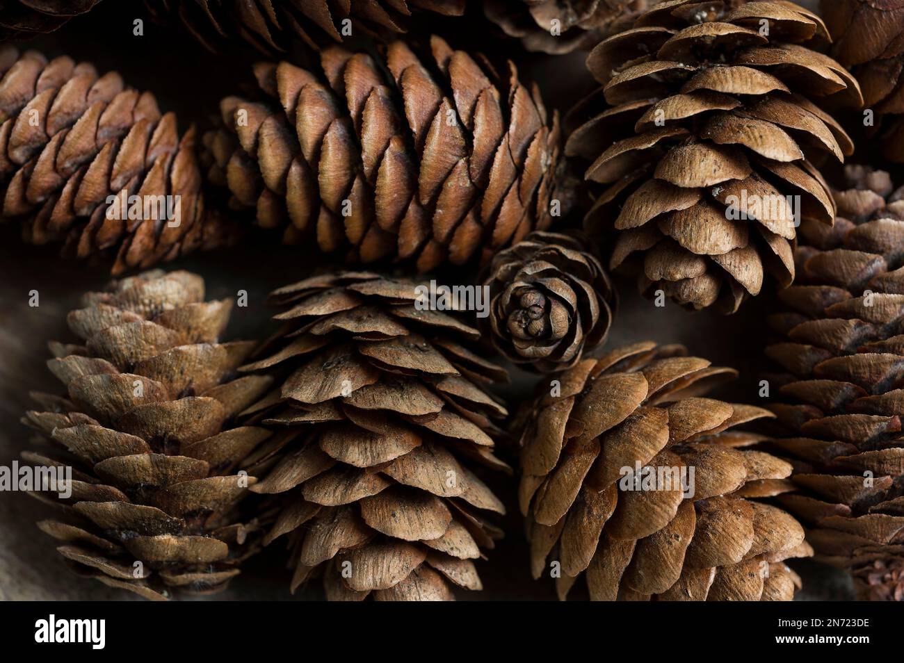 Cones from different coniferous trees hi-res stock photography and ...