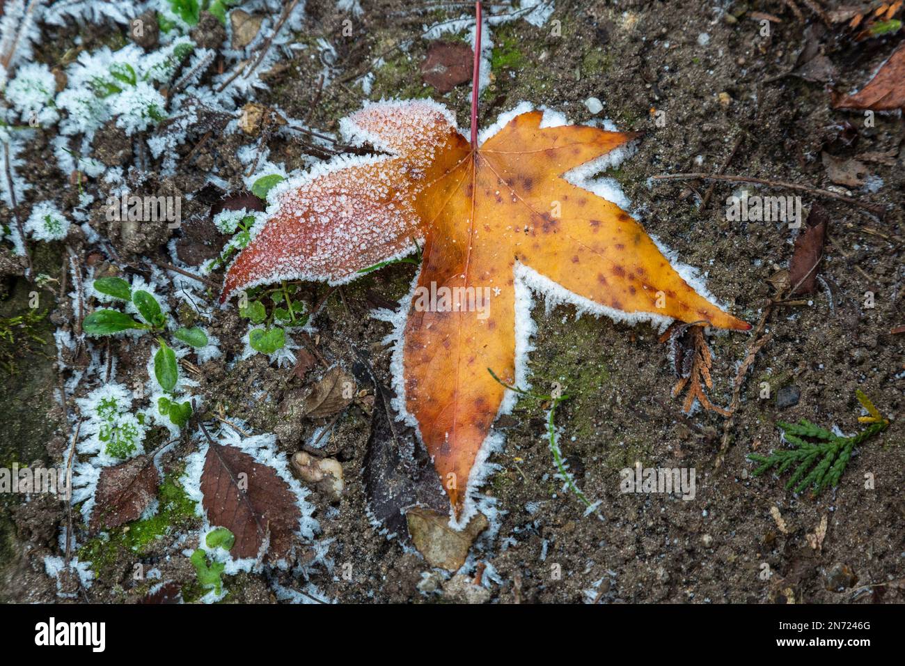 Nature, seasons, autumn, fall color, winter, cold, plant life, flora ...