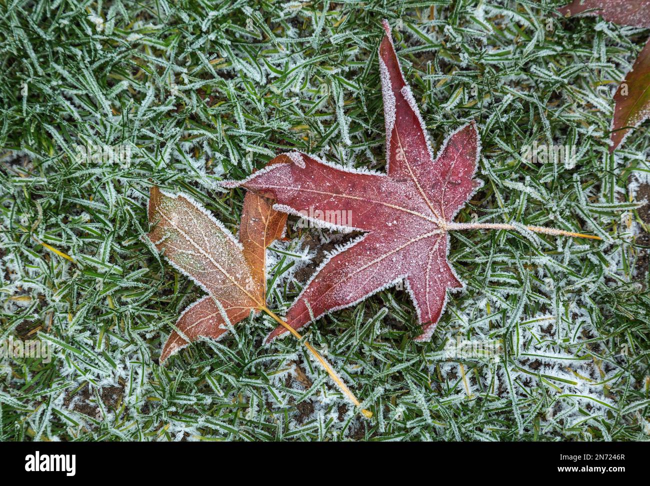 Nature, seasons, autumn, fall color, winter, cold, plant life, flora ...