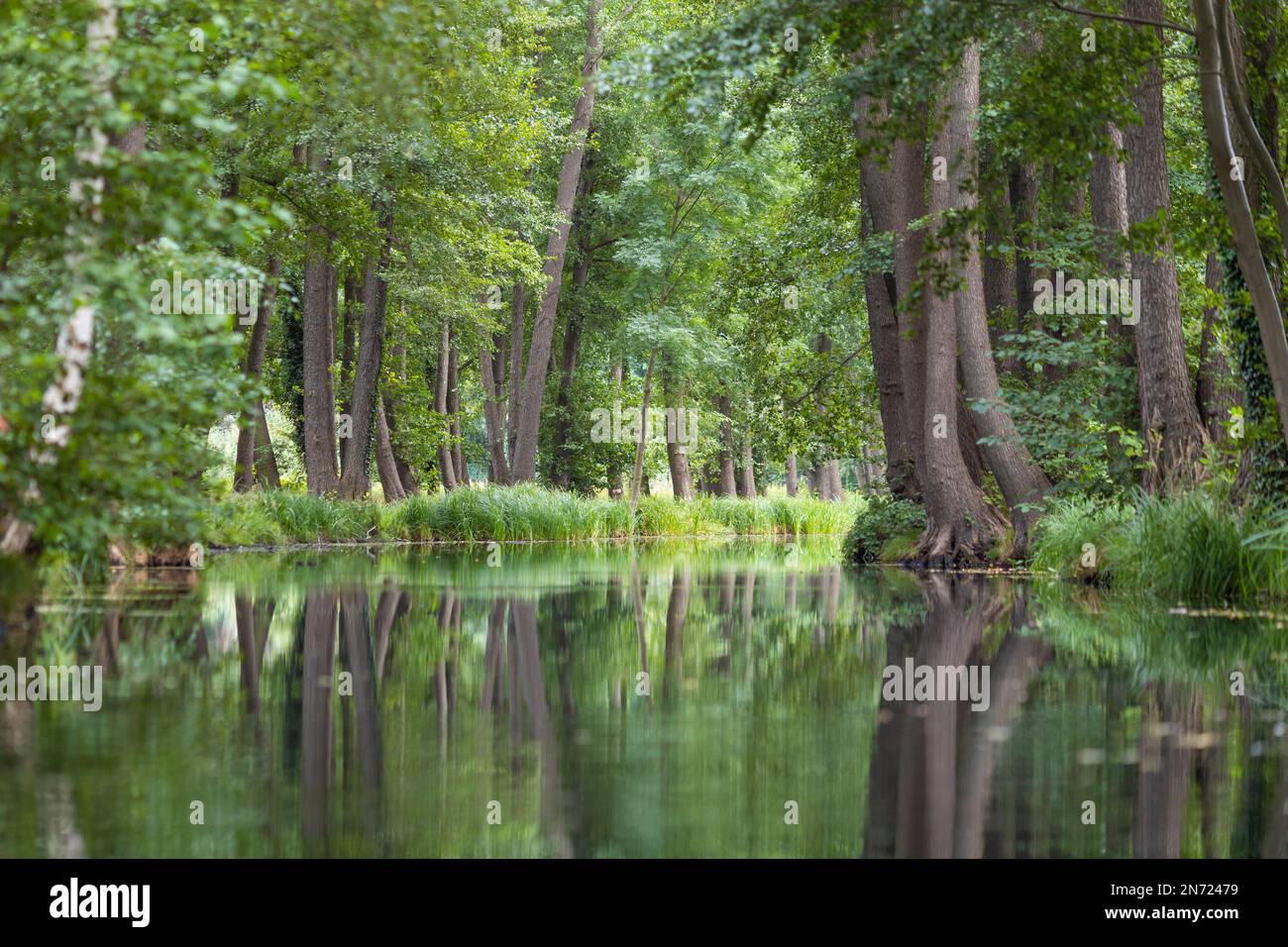 Spreewald Biosphere Reserve near Raddusch, Vetschau, Brandenburg ...