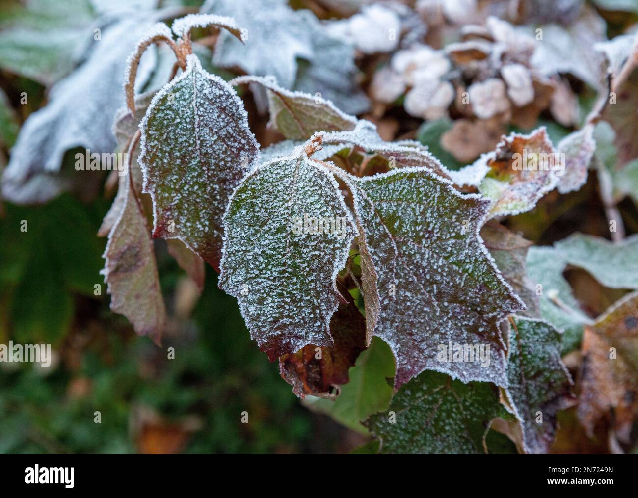 Nature, seasons, autumn, autumn colors, winter, cold, plant world ...