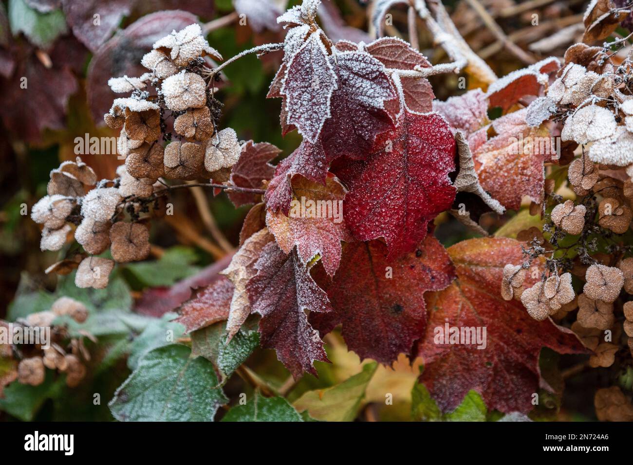 Nature, seasons, autumn, autumn colors, winter, cold, plant world ...