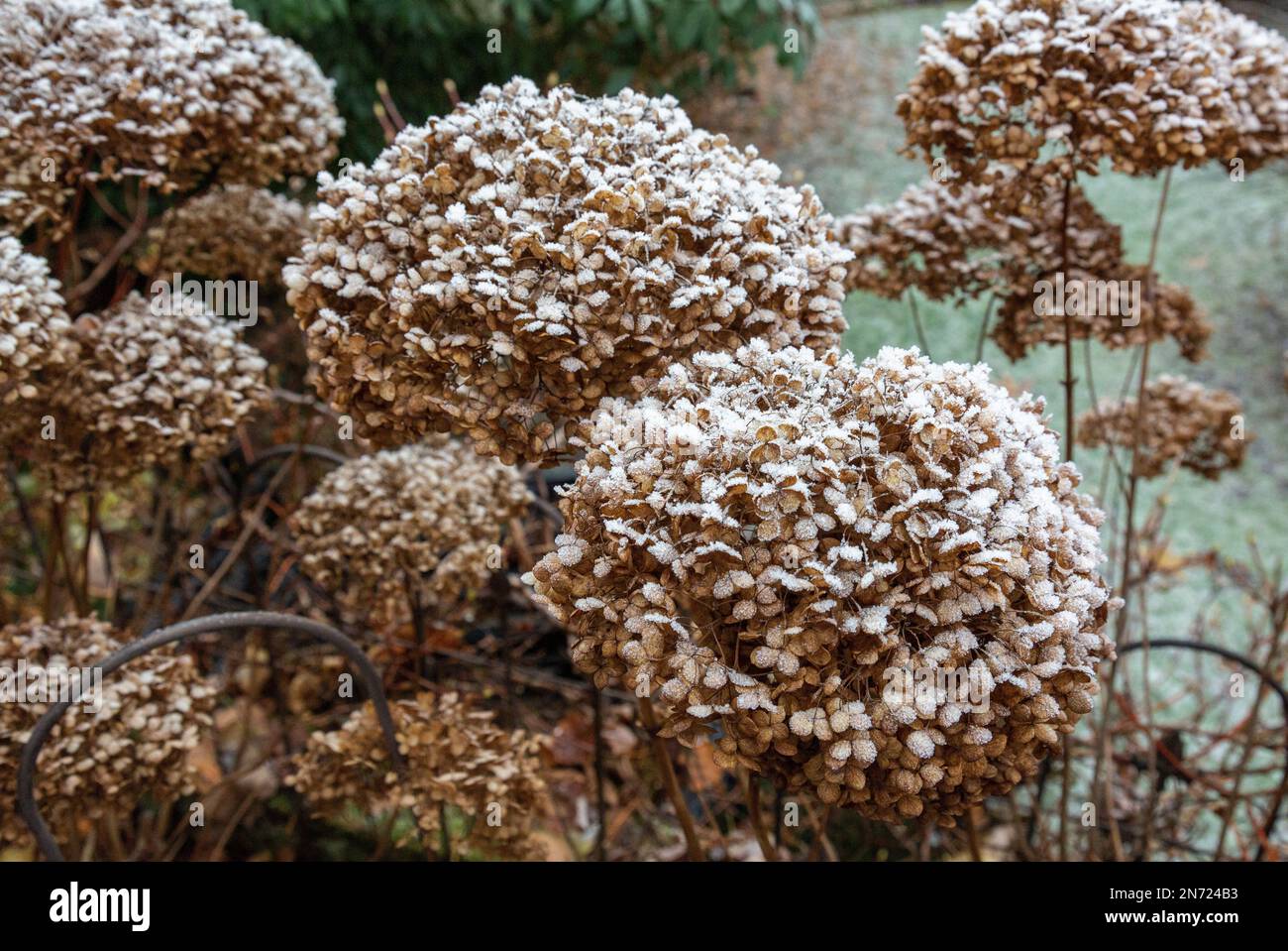 Nature, seasons, autumn, fall color, winter, cold, plant world, flora ...