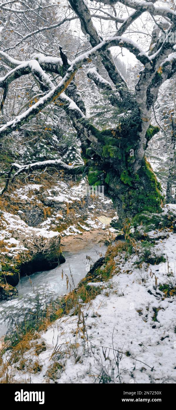 heavily mossy gnarled beech tree in the Leutascher Geisterklamm gorge ...