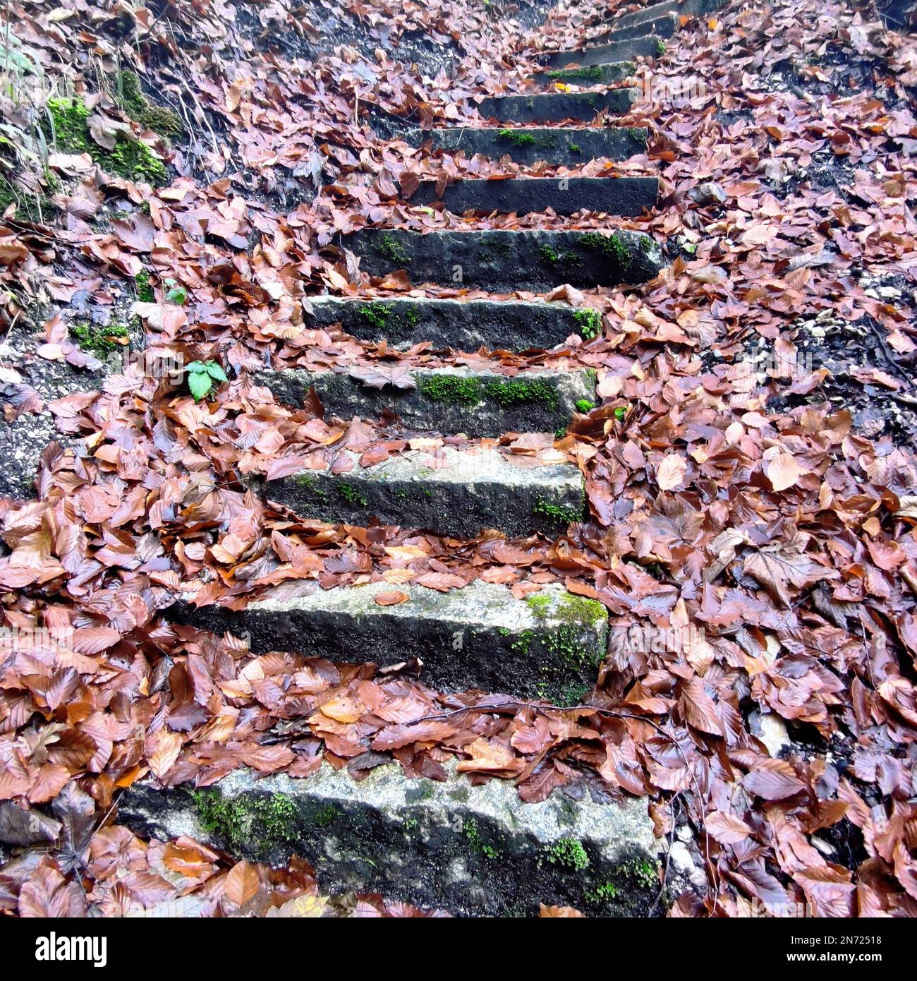 Danger of slipping due to wet leaves on stone steps at Heckenbachklamm ...