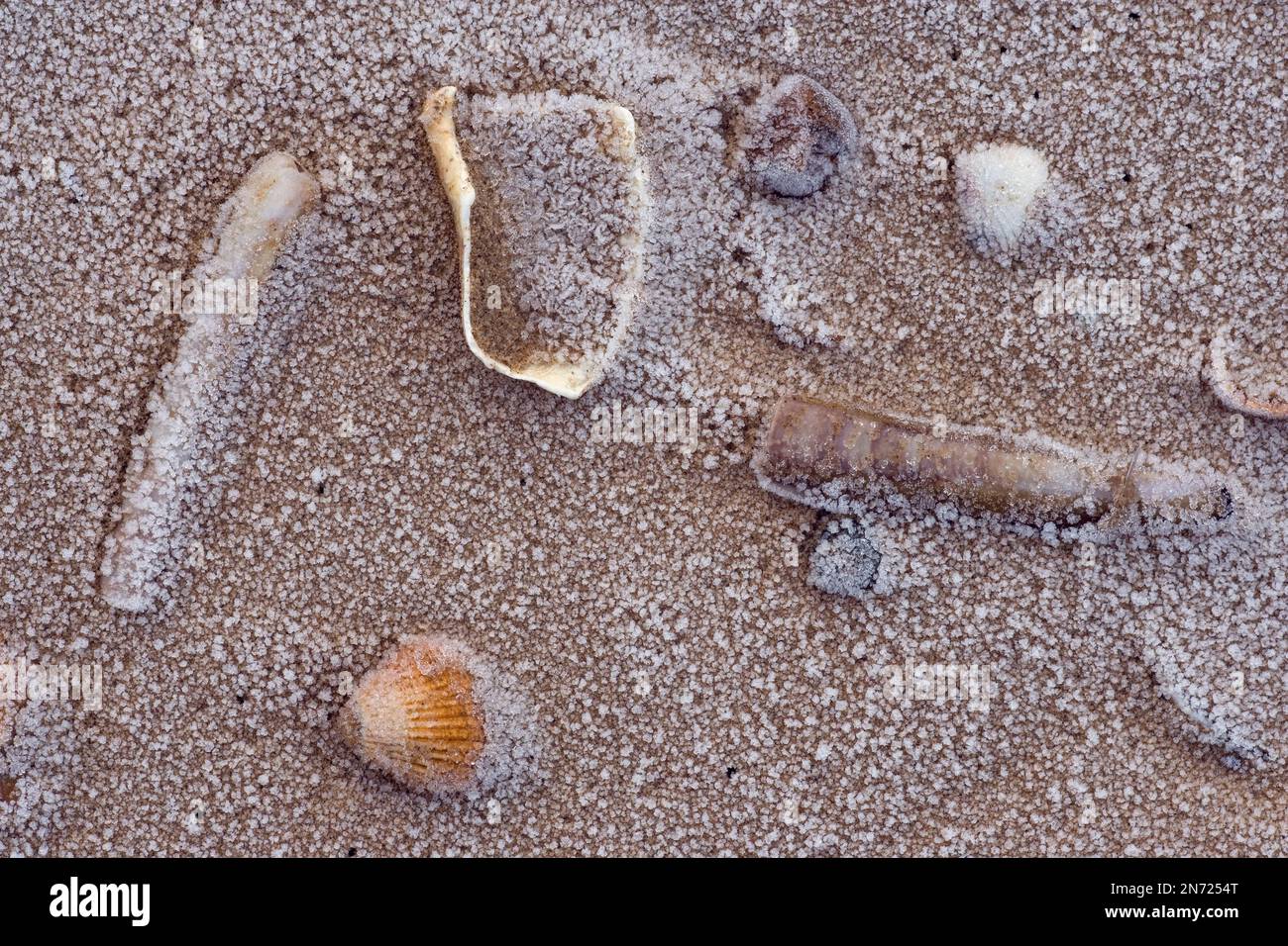 Covering of shells hi-res stock photography and images - Alamy