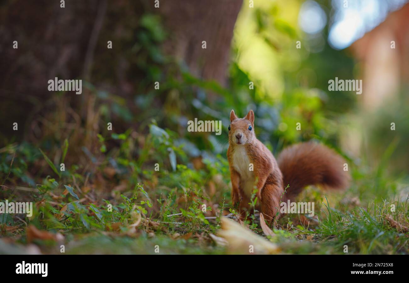 Cute squirrel in a park in Munich, Germany summer travel to Europe ...