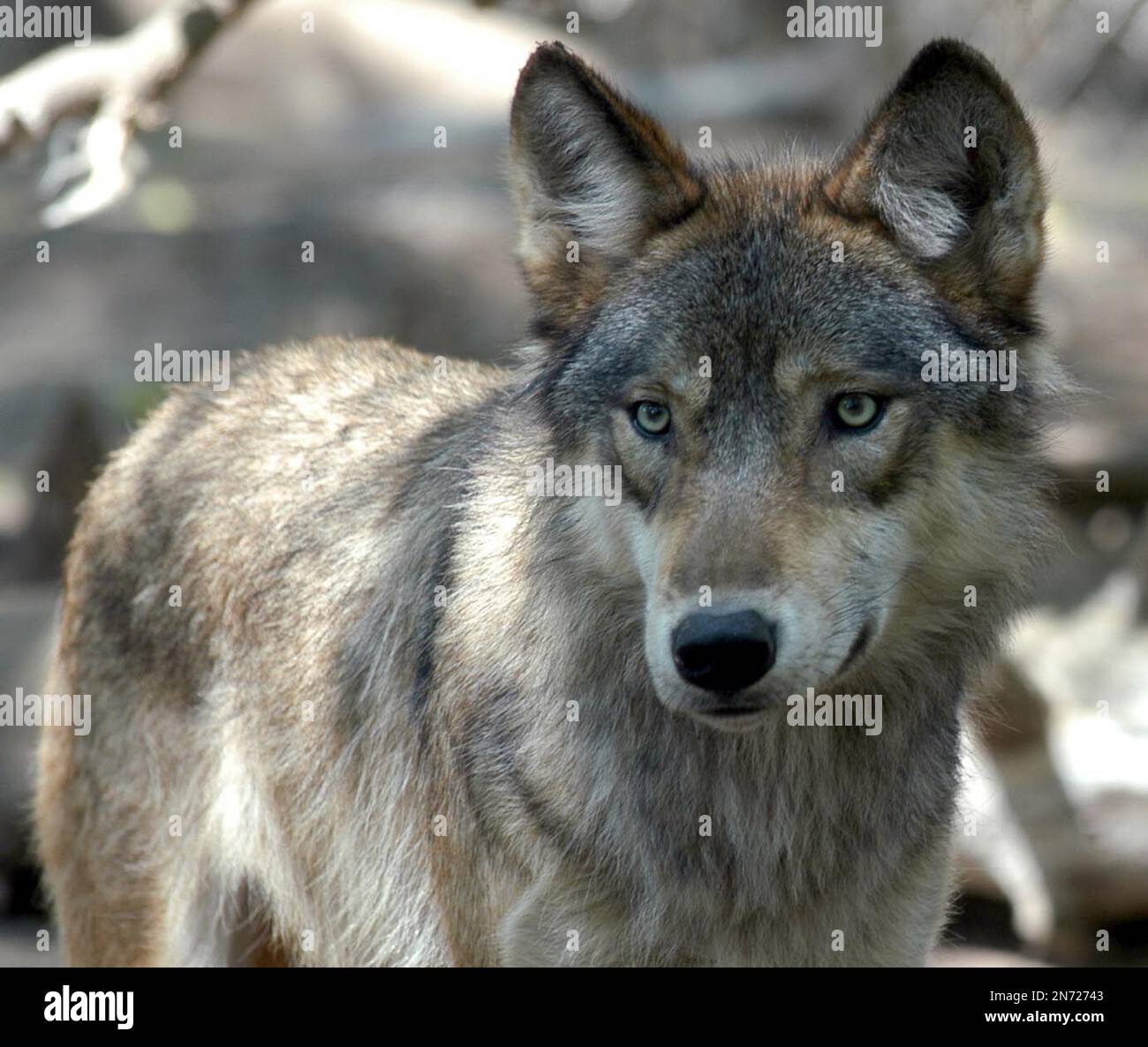 FILE - In this July 16, 2004, file photo a gray wolf is seen at the ...
