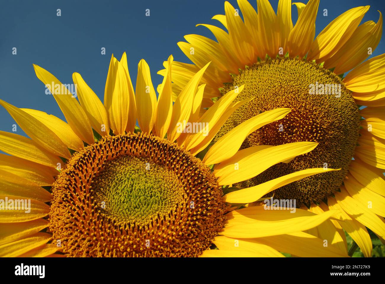 Close-up of two sunflowers facing the sun Stock Photo - Alamy