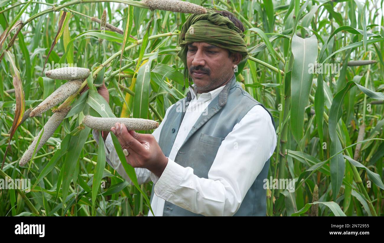 Young indian farmer standing at green millet or sorghum agriculture ...
