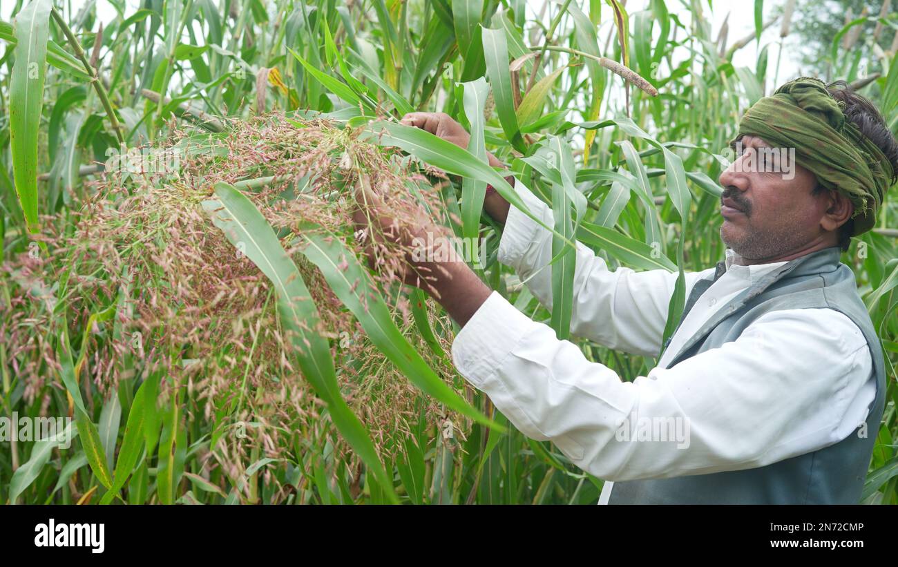 Indian farmer standing at green millet or sorghum agriculture field ...