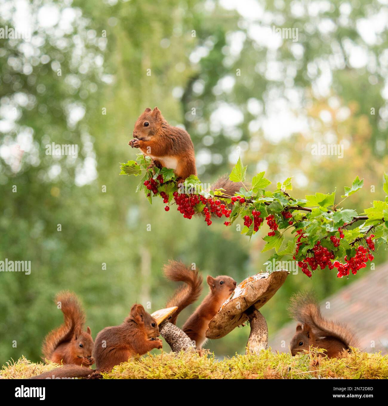 Red squirrels are standing with mushroom hi-res stock photography and ...