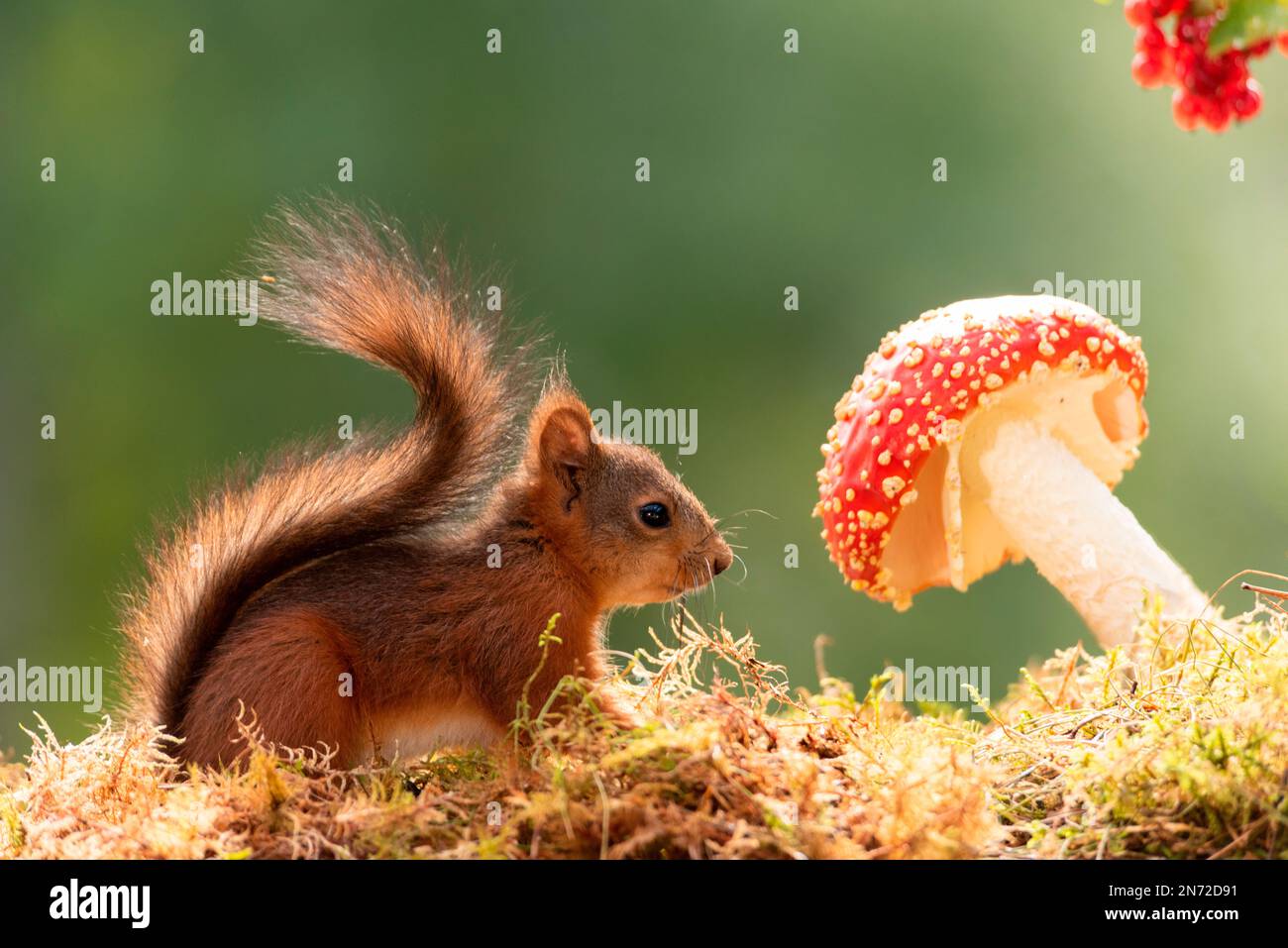 Red squirrel with a mushroom hi-res stock photography and images - Alamy