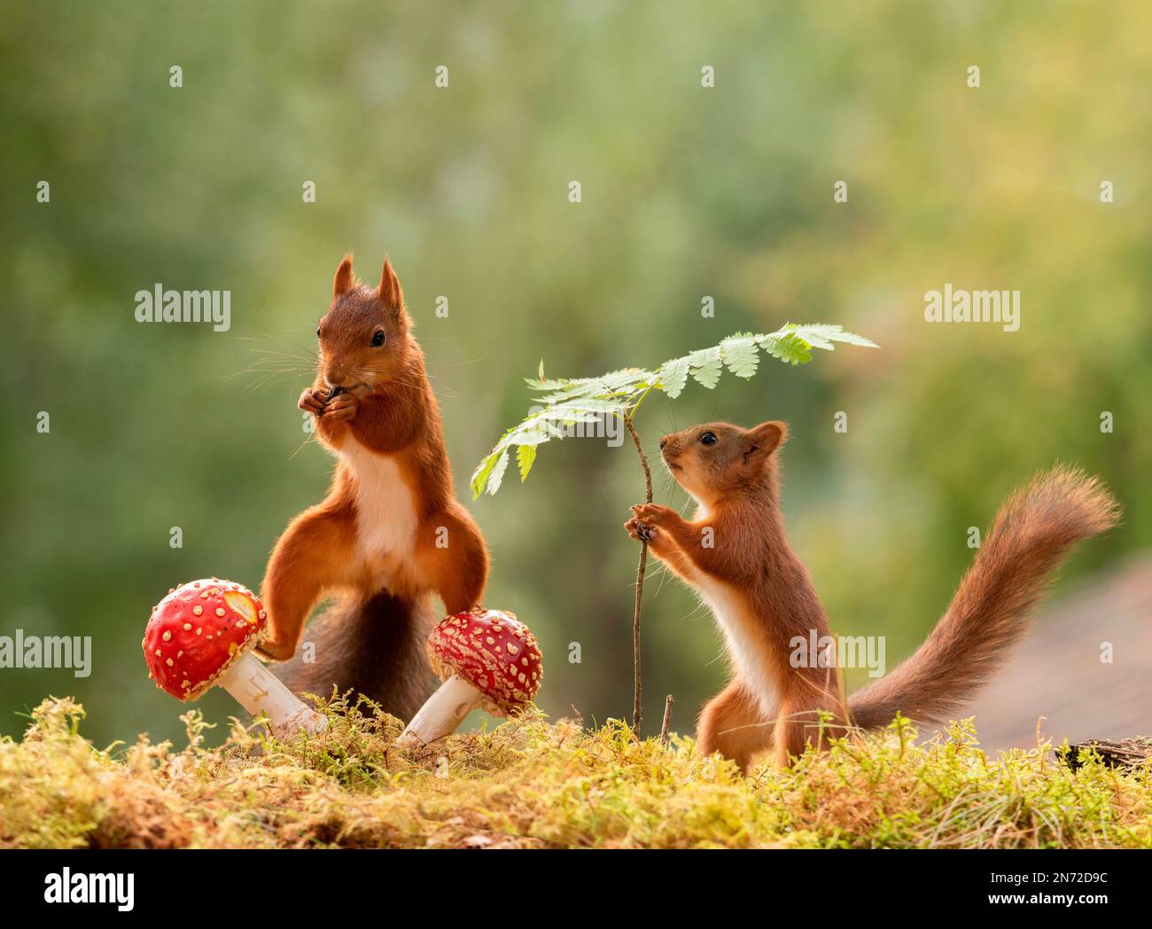 Red squirrels are with an toadstool hi-res stock photography and images ...