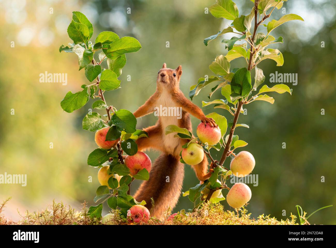 red squirrel in an split between apple branches Stock Photo - Alamy