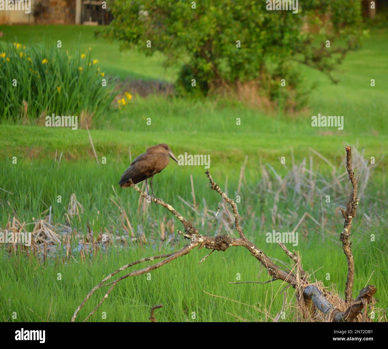 Hamerkop on branch hi-res stock photography and images - Alamy