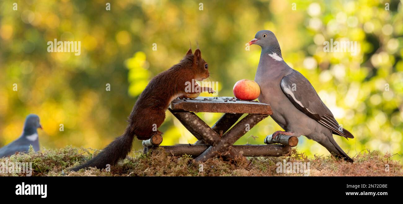 Squirrel picnic table hi-res stock photography and images - Alamy
