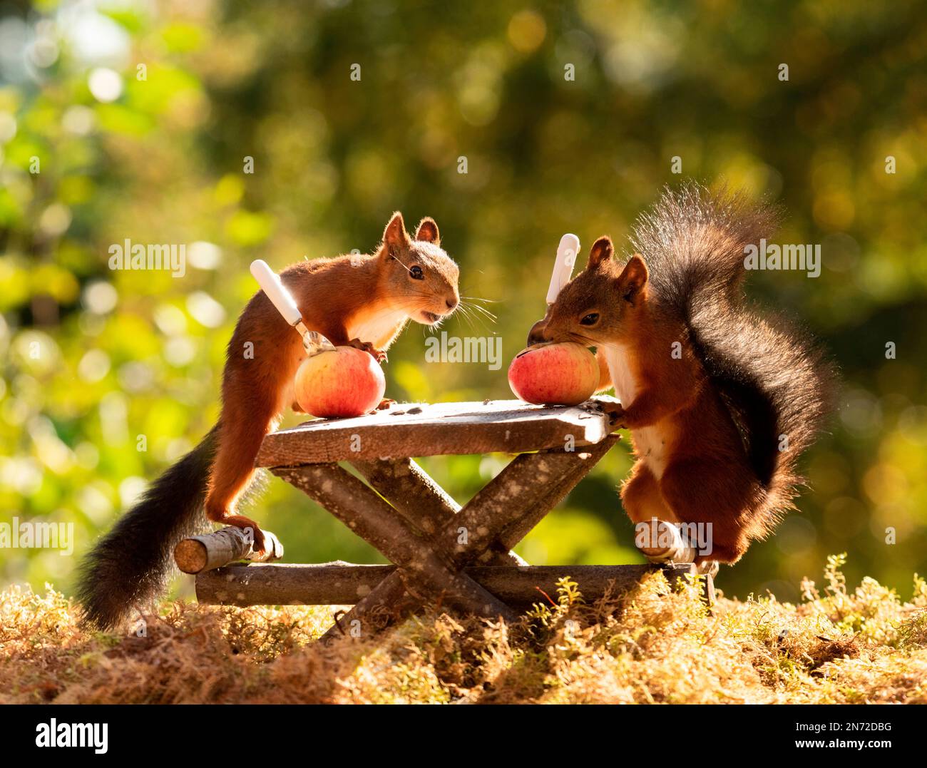 Squirrel picnic table hi-res stock photography and images - Alamy