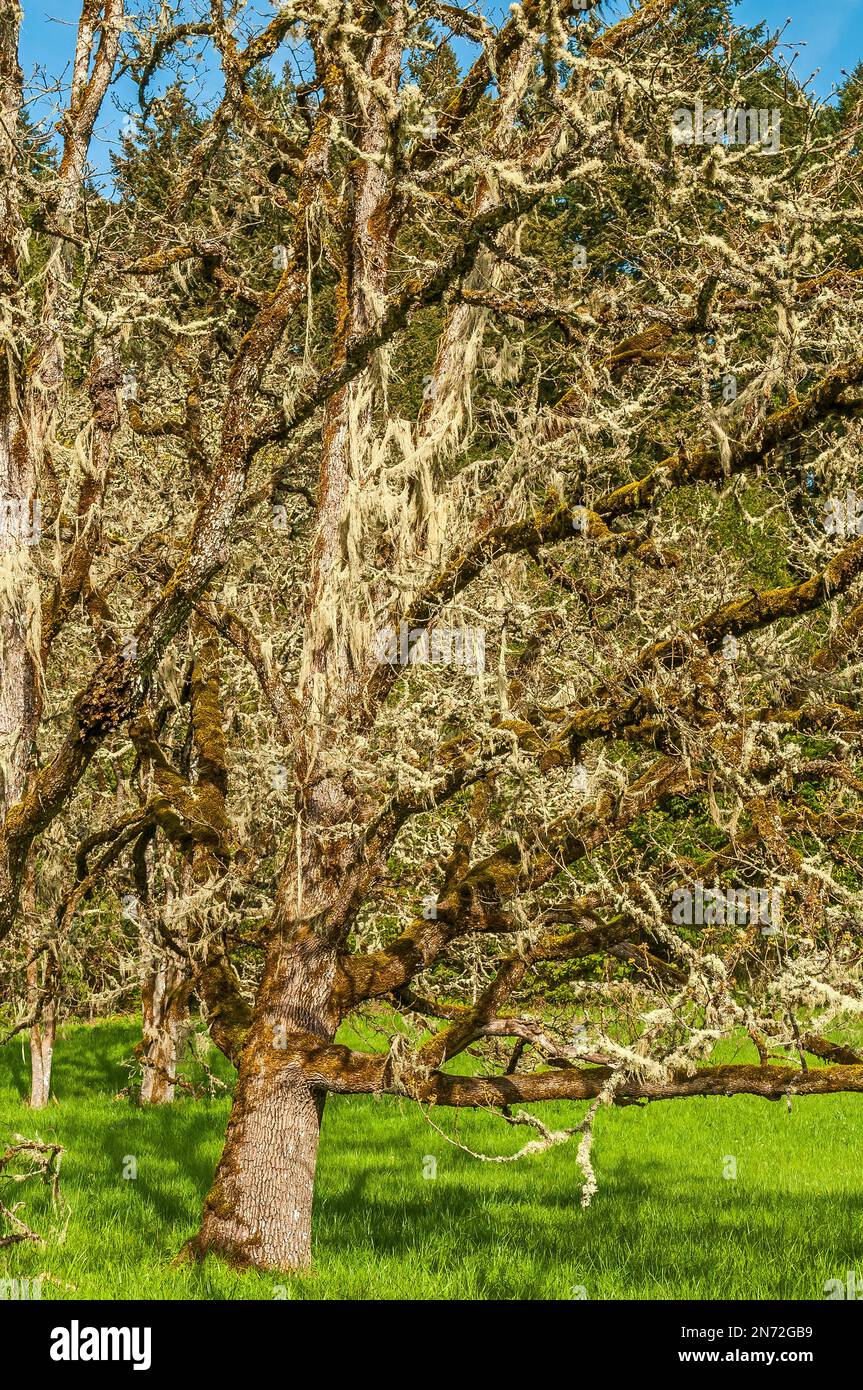 Lichen-like growth on an oak tree at Mt Pisgah Arboretum with images of ...