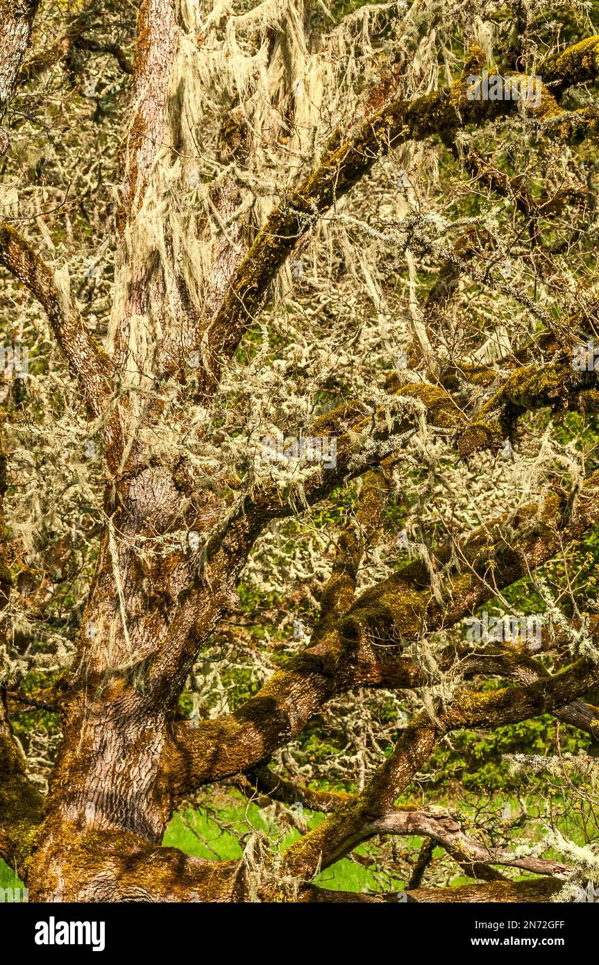 Lichen-like growth on an oak tree at Mt Pisgah Arboretum with images of ...