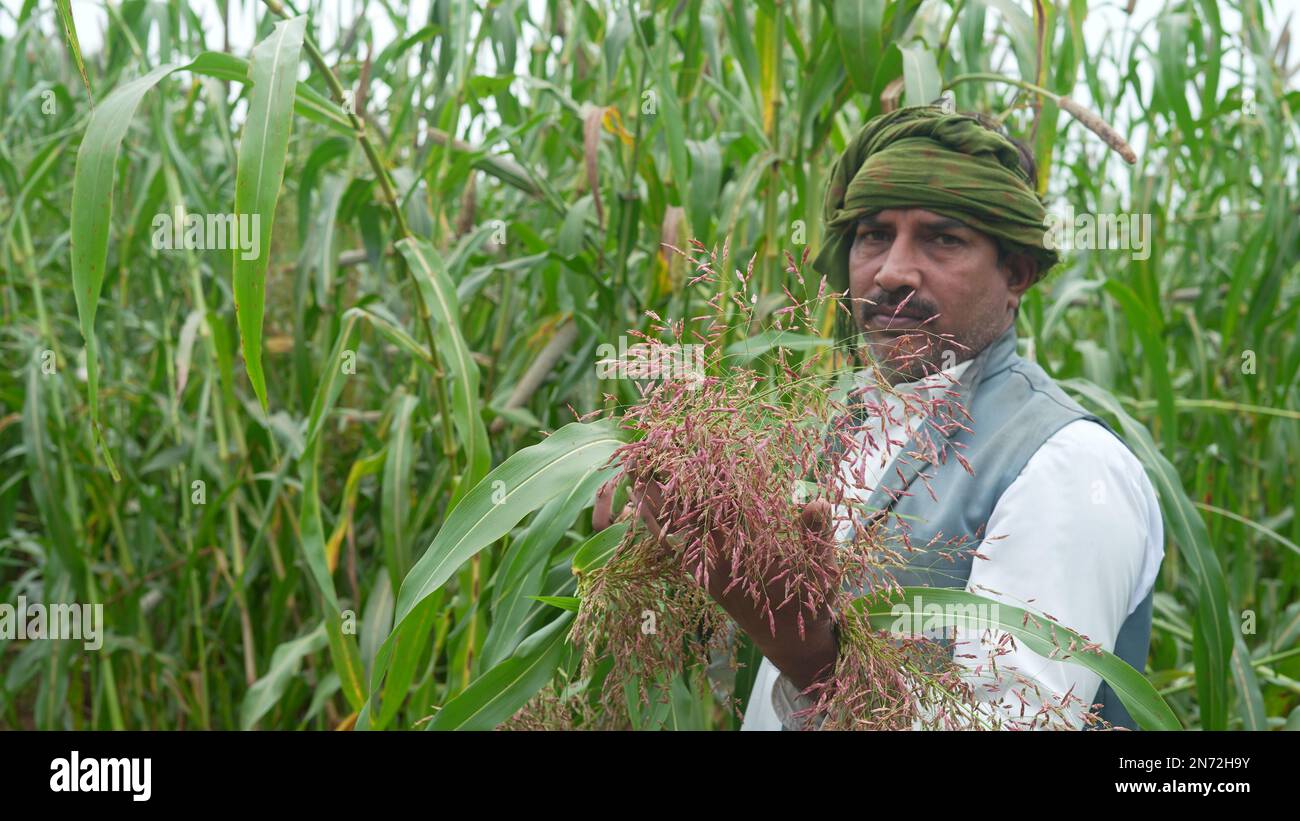 Young farmer agronomist in millet or sorghum field checking crops ...