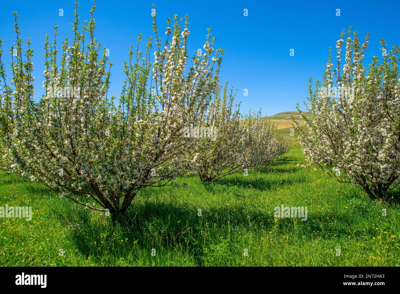 The apple trees in the Town of Takab in West Azerbaijan Province, Iran ...