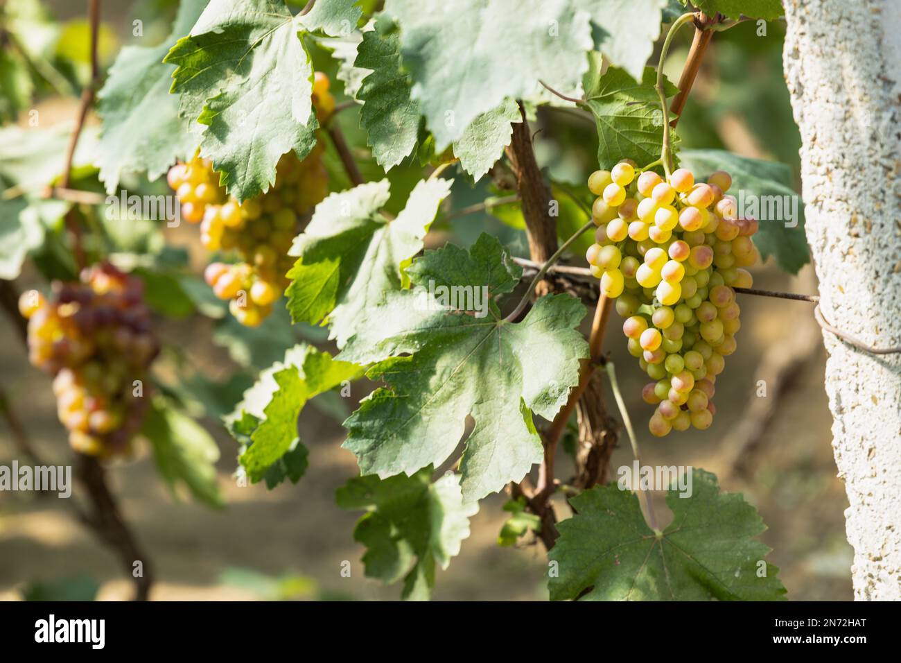 The delicious ripe grapes in the vineyard Stock Photo - Alamy