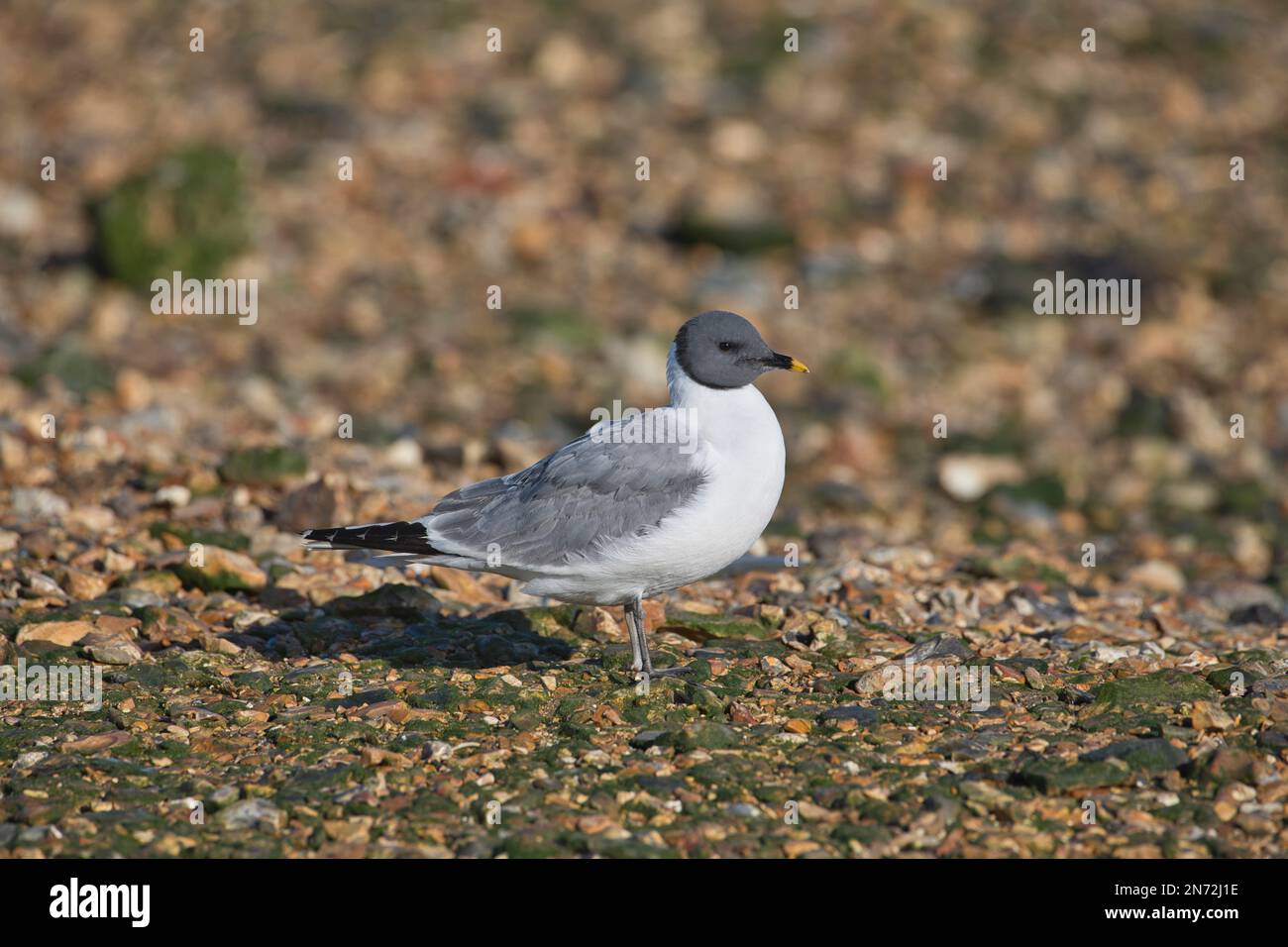 Sabine's gull (Xema sabini) on coastal shingle at low tide. The species ...