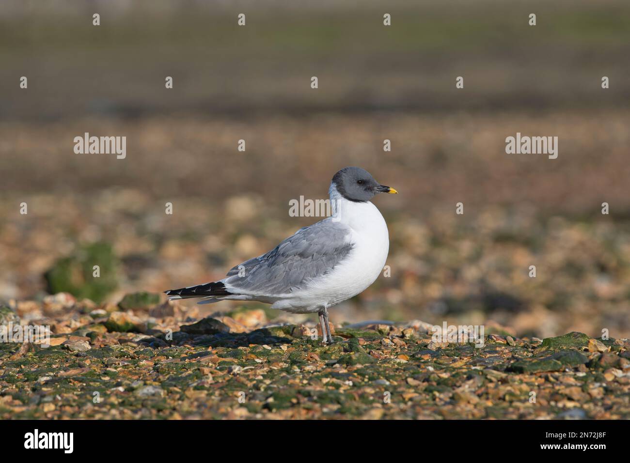 Sabine's gull (Xema sabini) on coastal shingle at low tide. The species ...