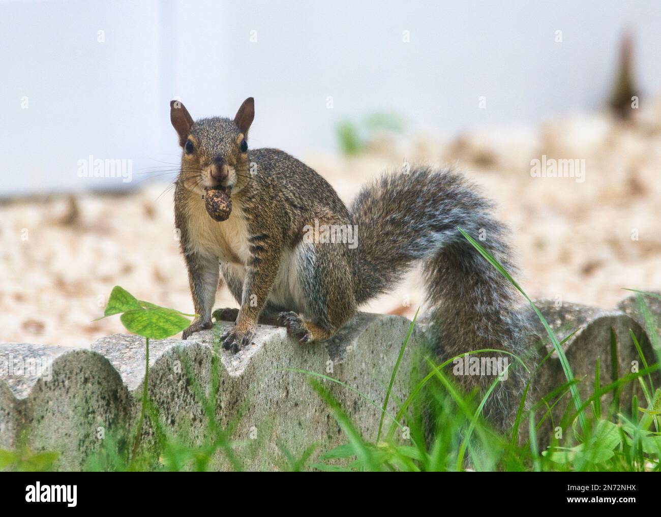 A selective shot of a squirrel (Sciuridae), carrying a seed Stock Photo ...