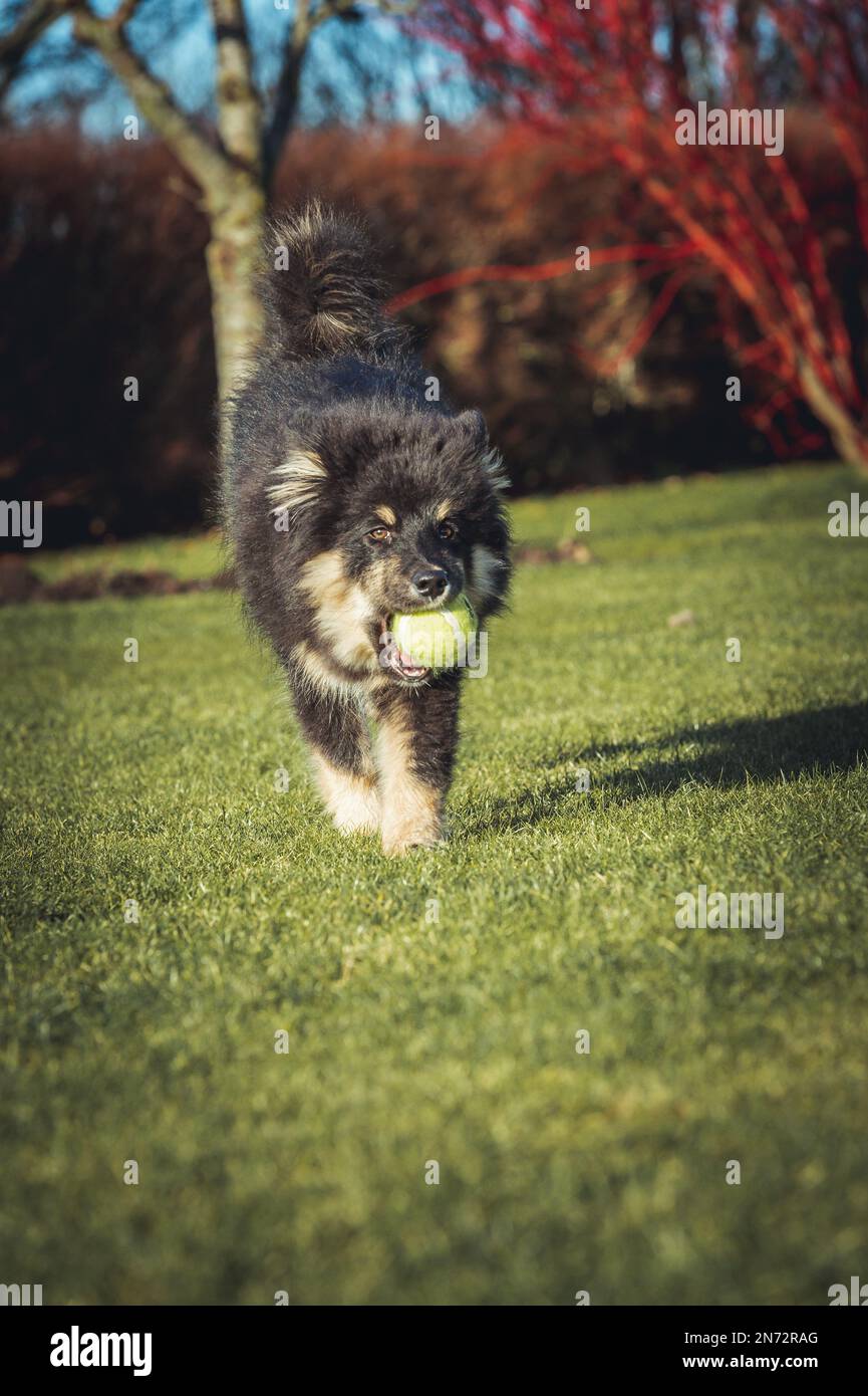 Puppy runing outdoors and playing whit a ball. running and have fun ...