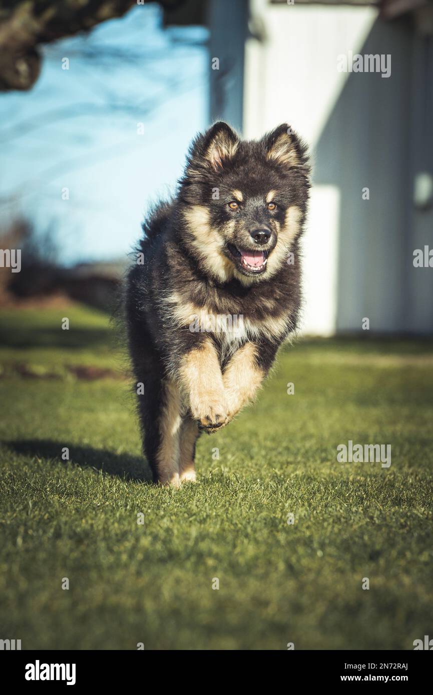 Puppy runing outdoors and playing whit a ball. running and have fun ...