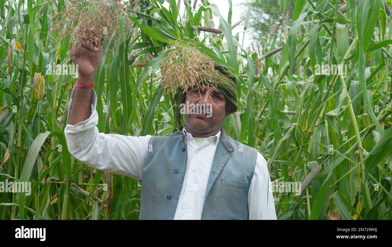 Young indian farmer standing at green millet or sorghum agriculture ...