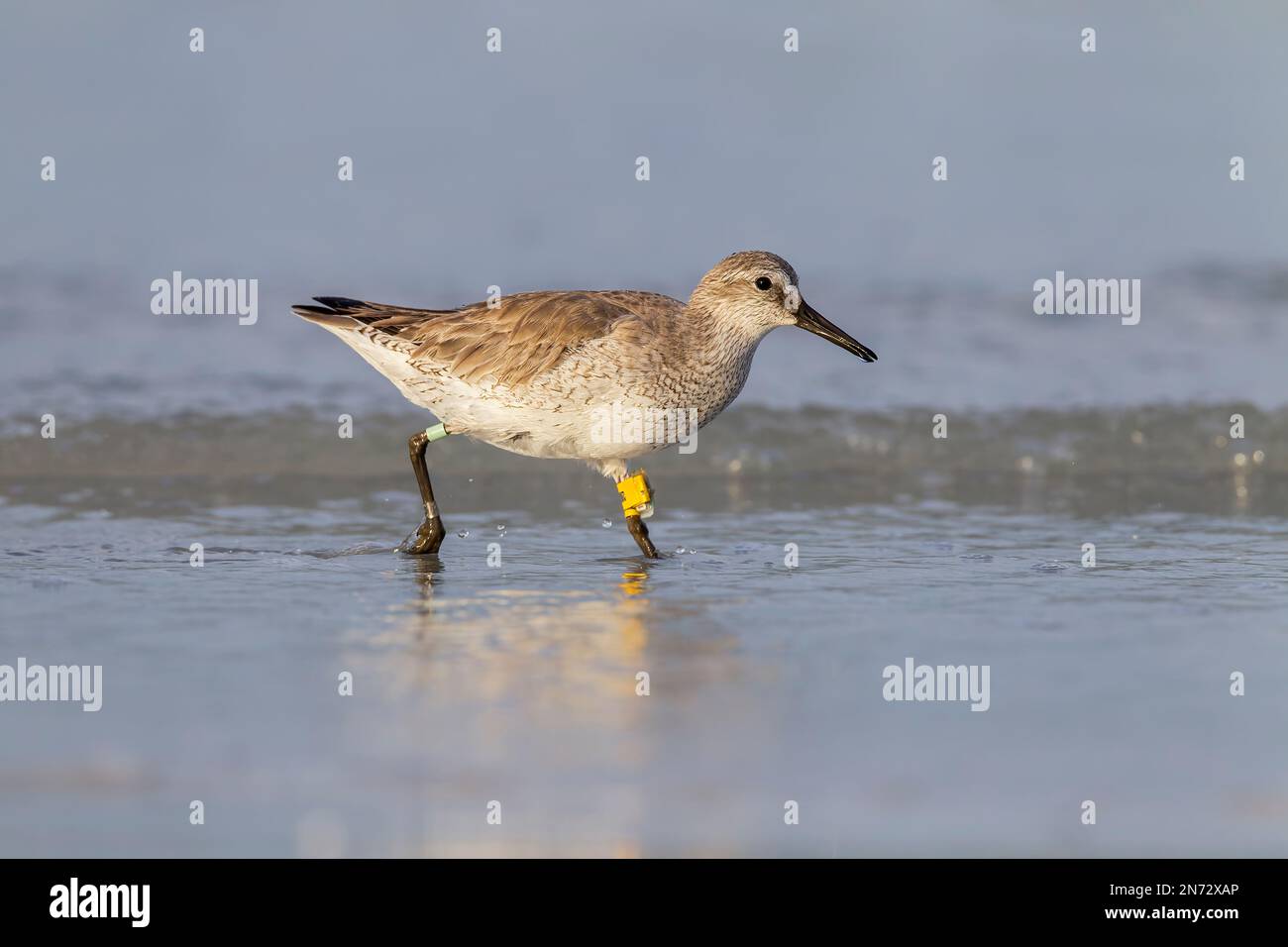 red knot, Calidris canutus, single bird with scientific research leg ...