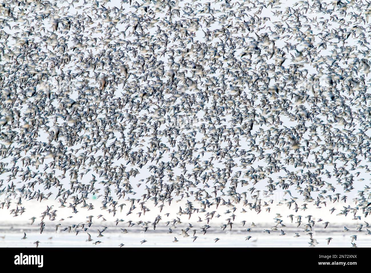 red knot, Calidris canutus, large flock in flight over water ...
