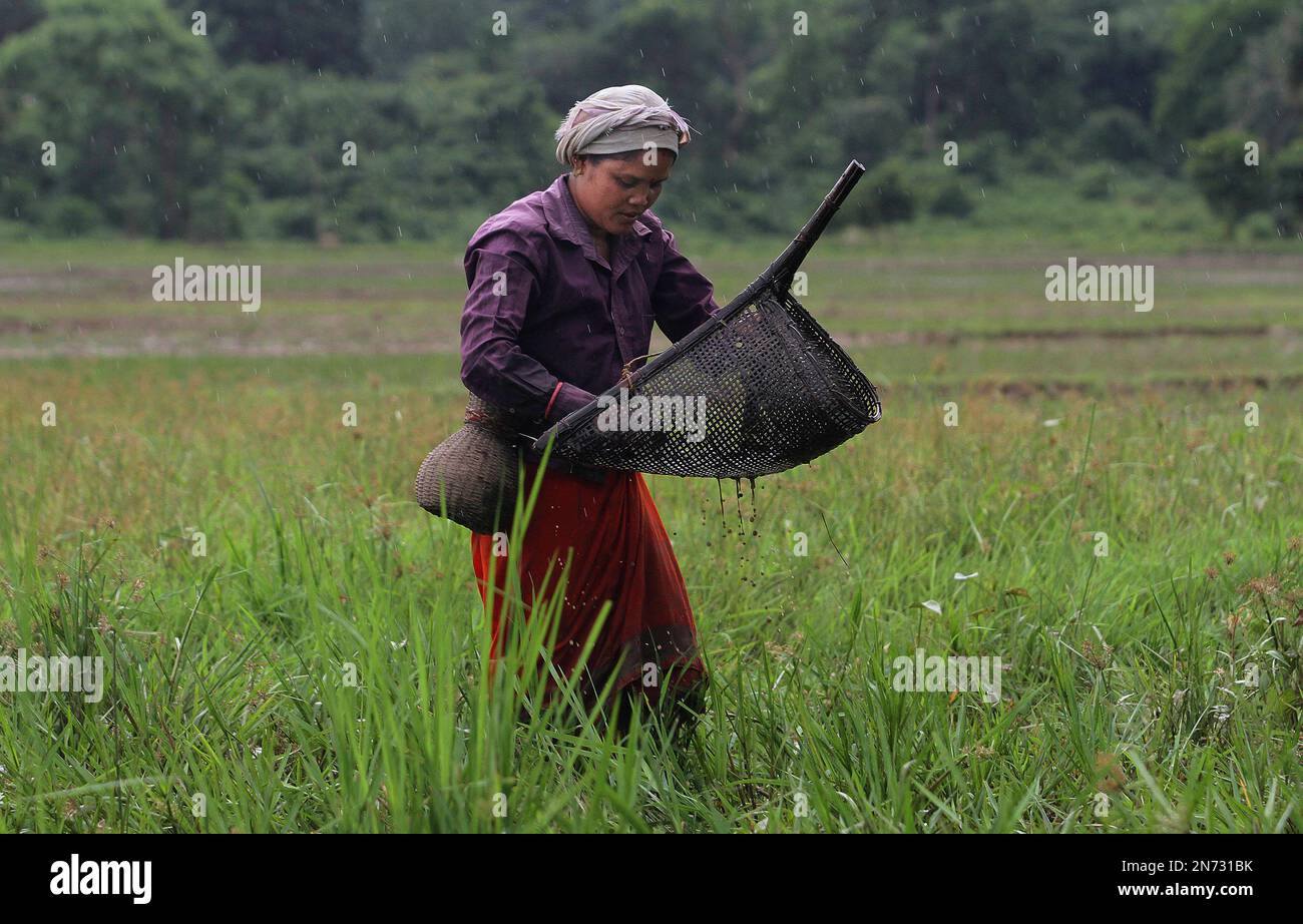 An Indian woman catches small fish using traditional tools in a paddy ...