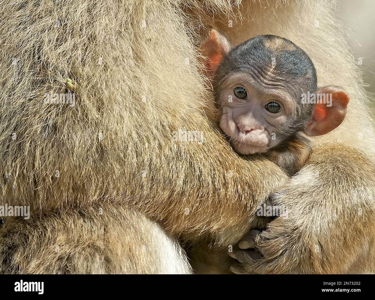 A Barbary ape baby relaxes on its mother's arms in the Erfurt zoo, central Germany, Friday, July ...
