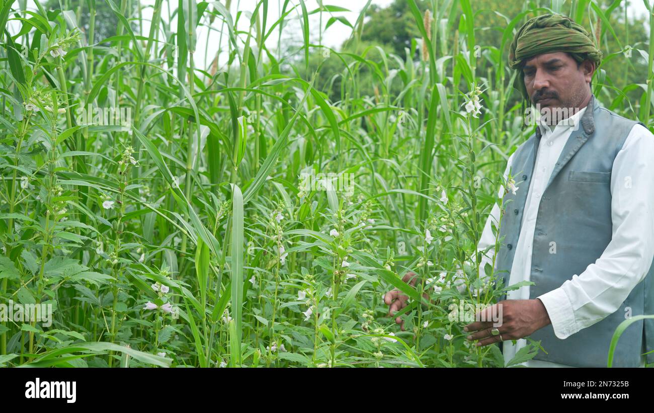Farmer examining ear of green sesame crop in agricultural field Stock ...