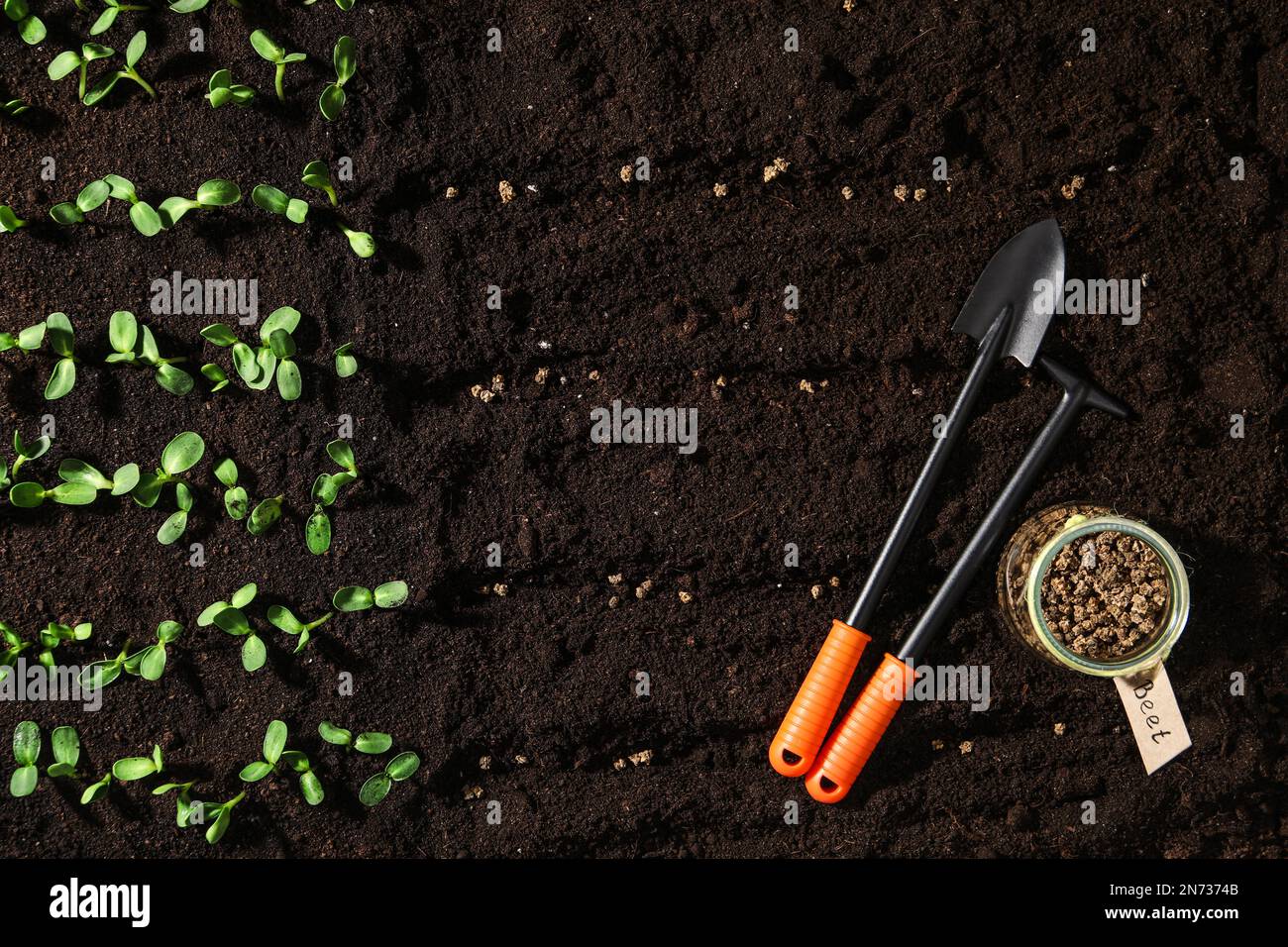 Gardening tools, beet seeds on fertile soil, flat lay. Vegetable ...