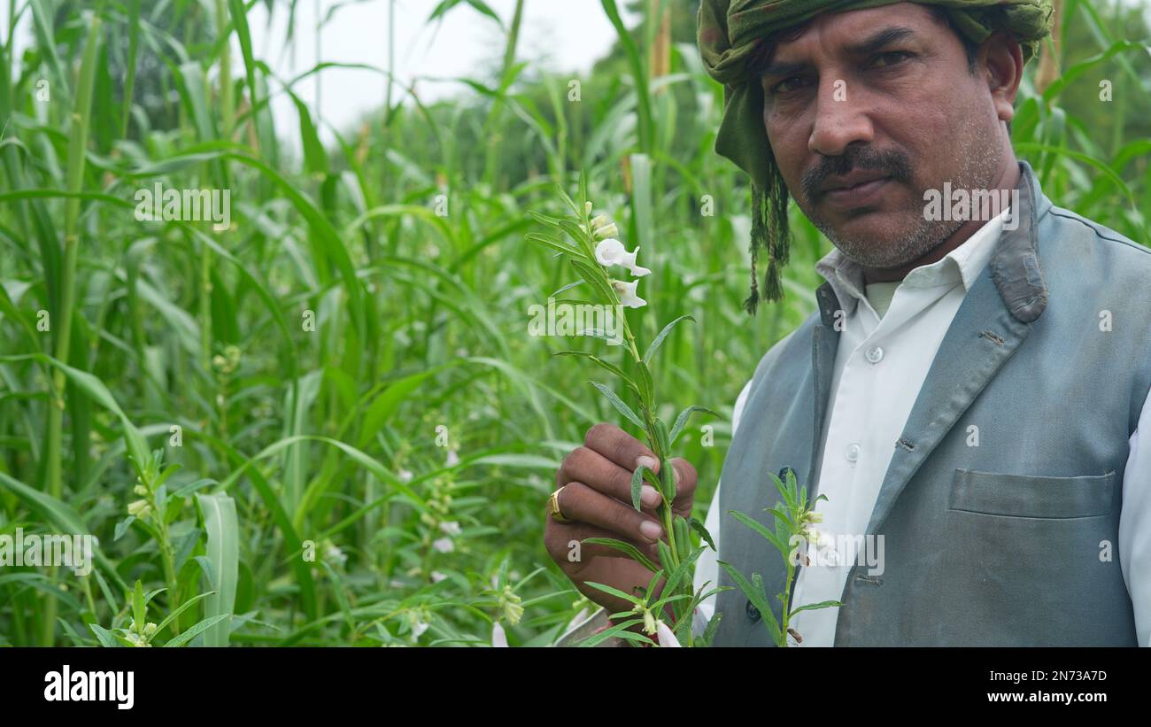 Farmer examining ear of green sesame crop in agricultural field Stock ...
